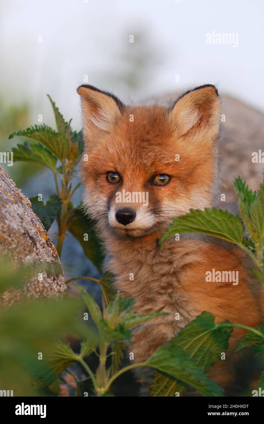 Red fox puppy in thoughts Stock Photo - Alamy