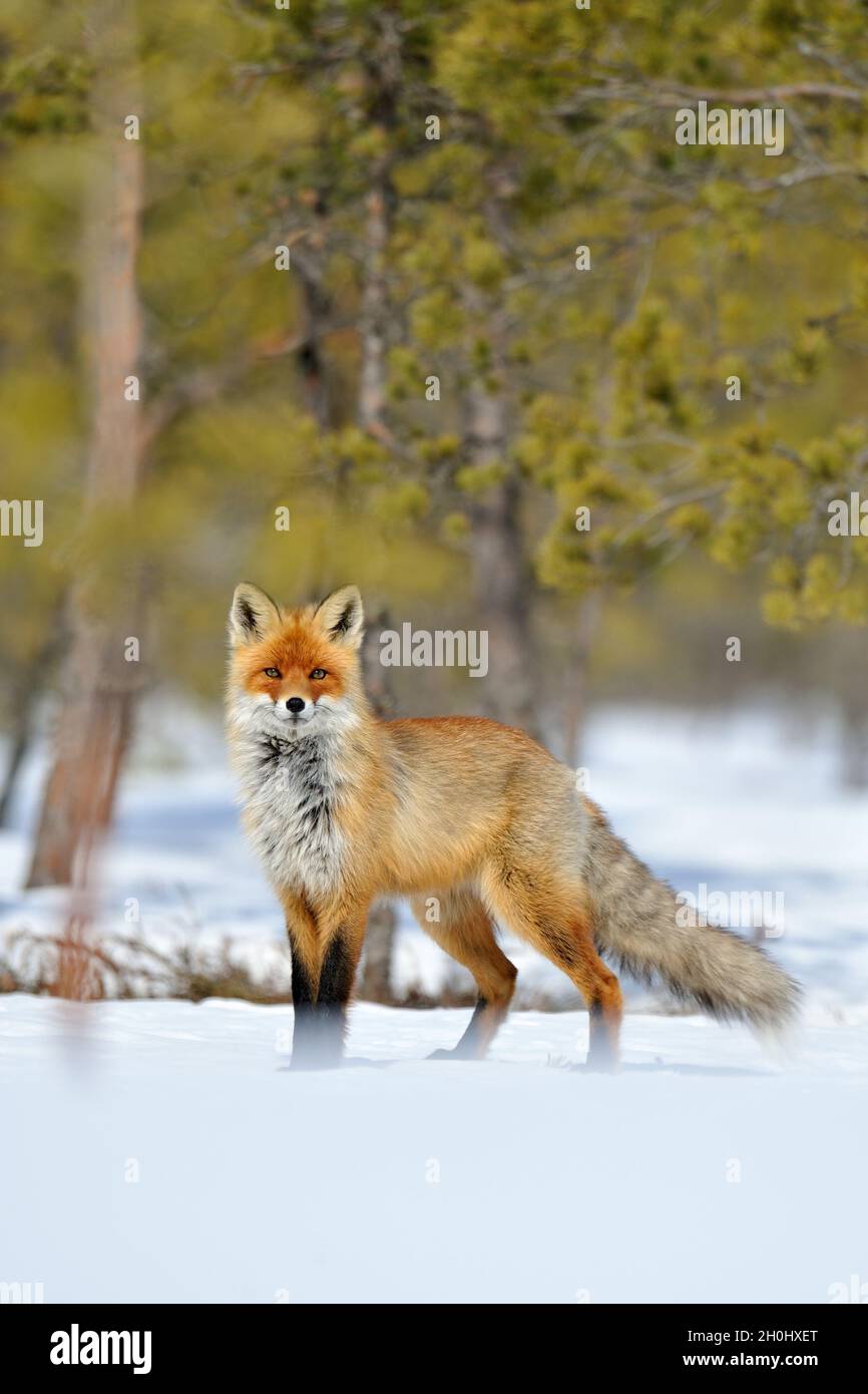Red fox on snow with forest background Stock Photo - Alamy