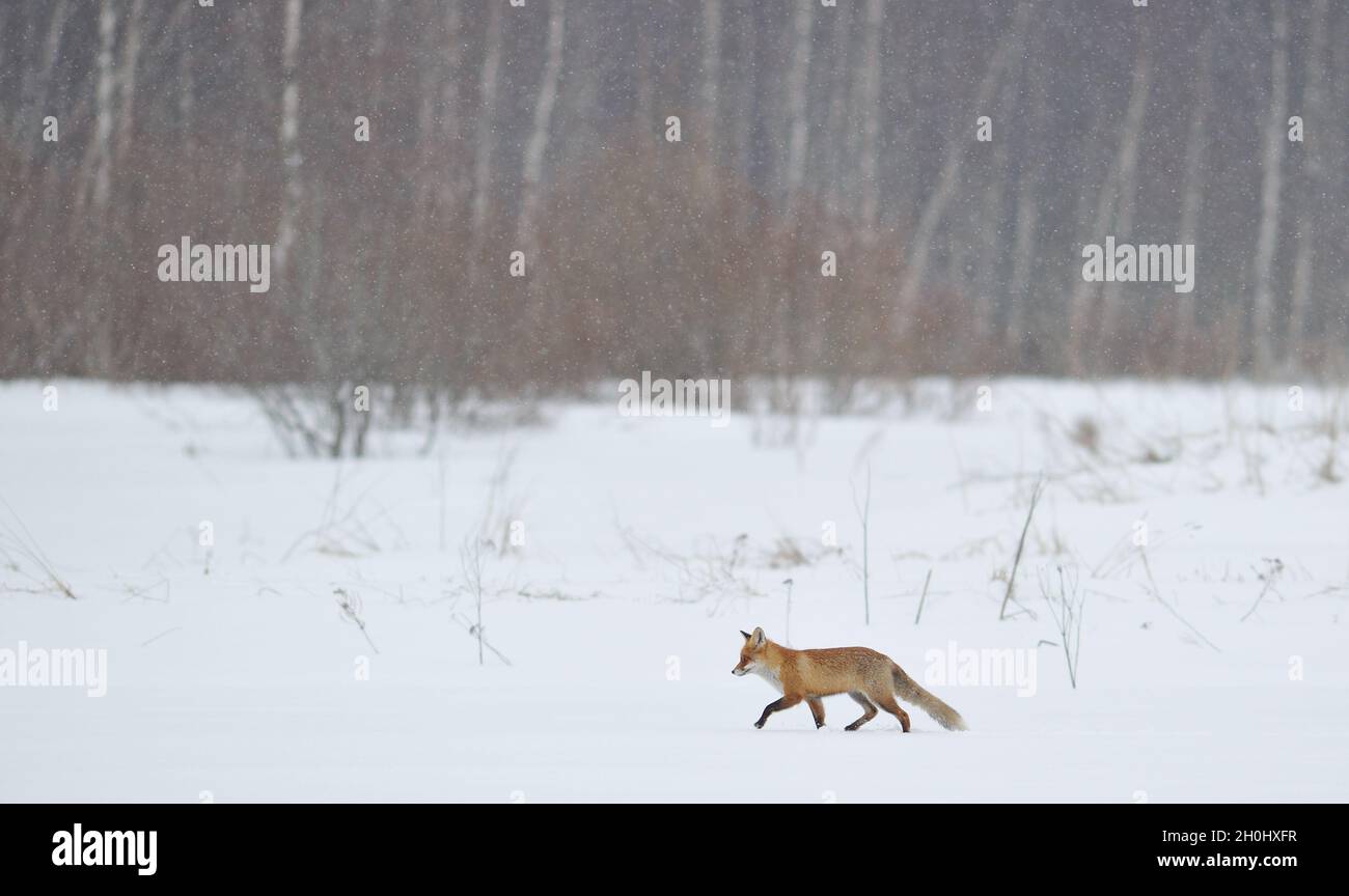 Red fox walking Stock Photo - Alamy