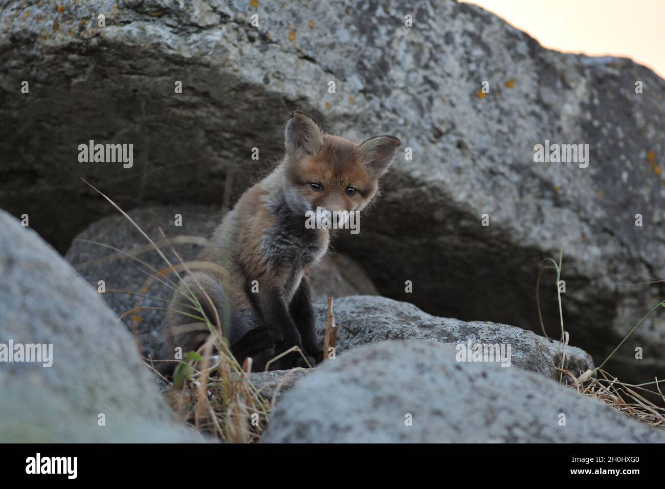 Red Fox puppy Stock Photo - Alamy