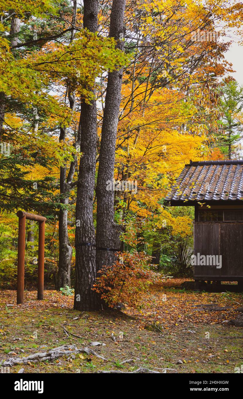 Beautiful countryside autumn scene in Karuizawa, Japan. Karuizawa is an ...