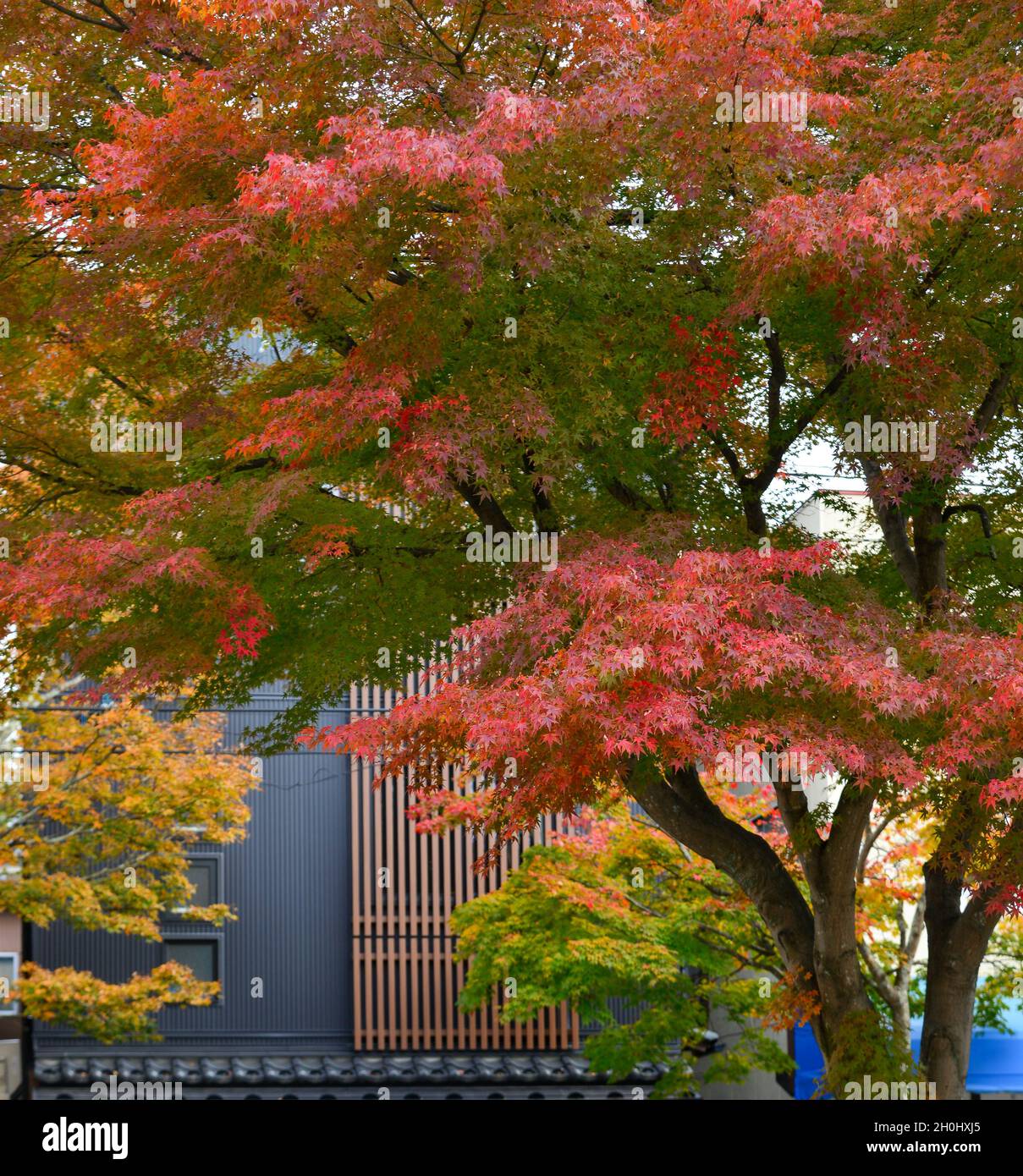 Beautiful countryside autumn scene in Karuizawa, Japan. Karuizawa is an ...