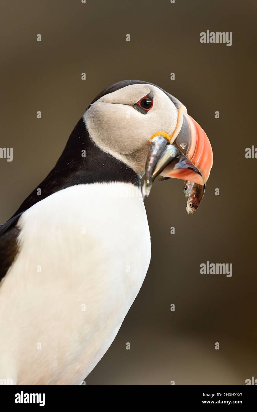 Lovely puffin face hi-res stock photography and images - Alamy