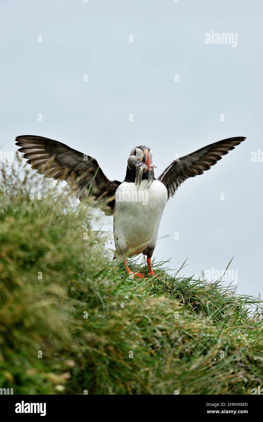 Puffin beak full of fish. Puffin wingspread Stock Photo - Alamy