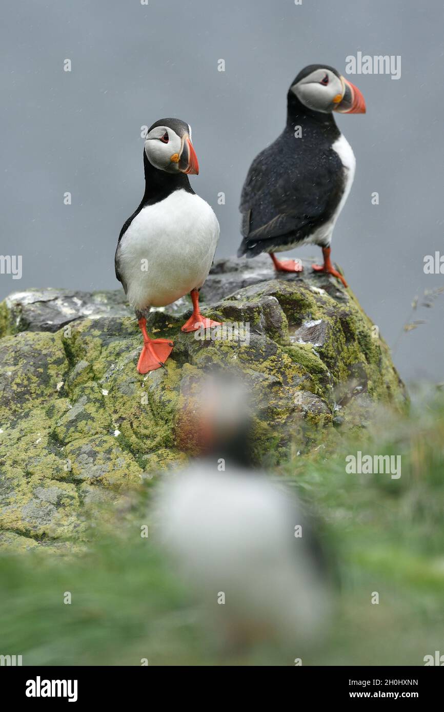 Sad puffin hi-res stock photography and images - Alamy