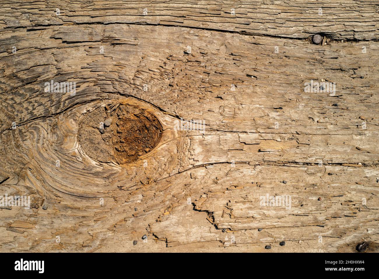 Weathered knotty wood grain texture with nail heads Stock Photo - Alamy