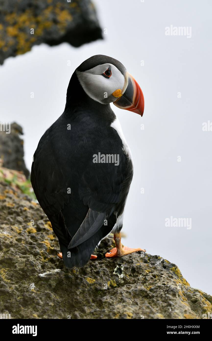 Puffin on the edge of a cliff. Puffin portrait Stock Photo - Alamy