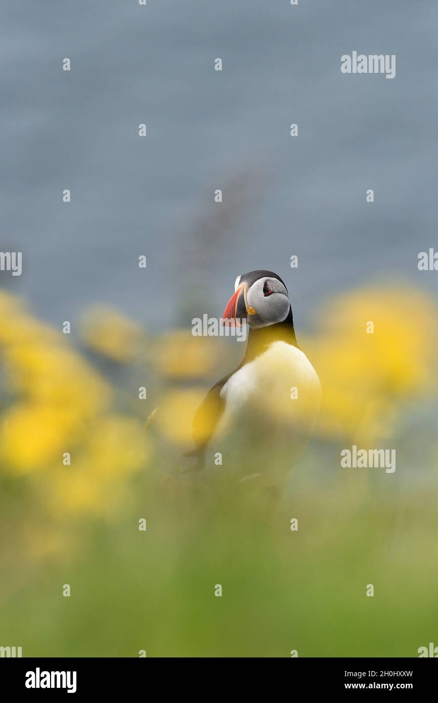 Puffin with flowers. Iceland Stock Photo - Alamy