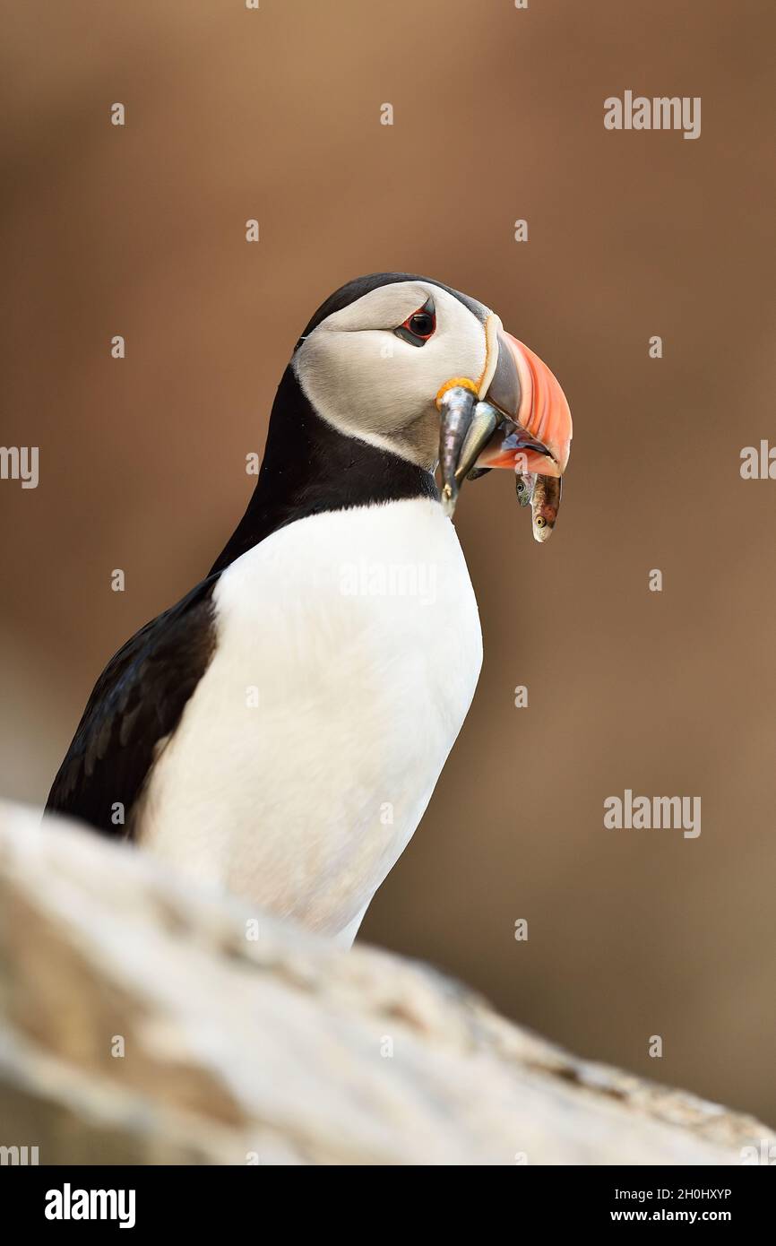 Puffin beak full of fish. Puffin portrait, Norway Stock Photo - Alamy