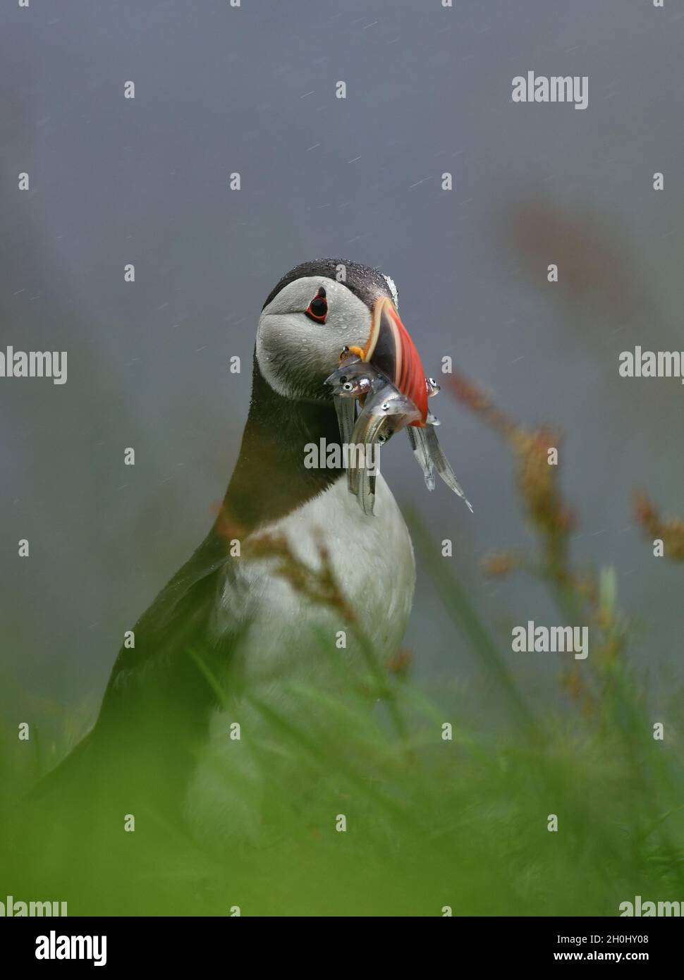 Atlantic Puffin. Atlantic puffin (Fratercula Arctica) with its beak ...