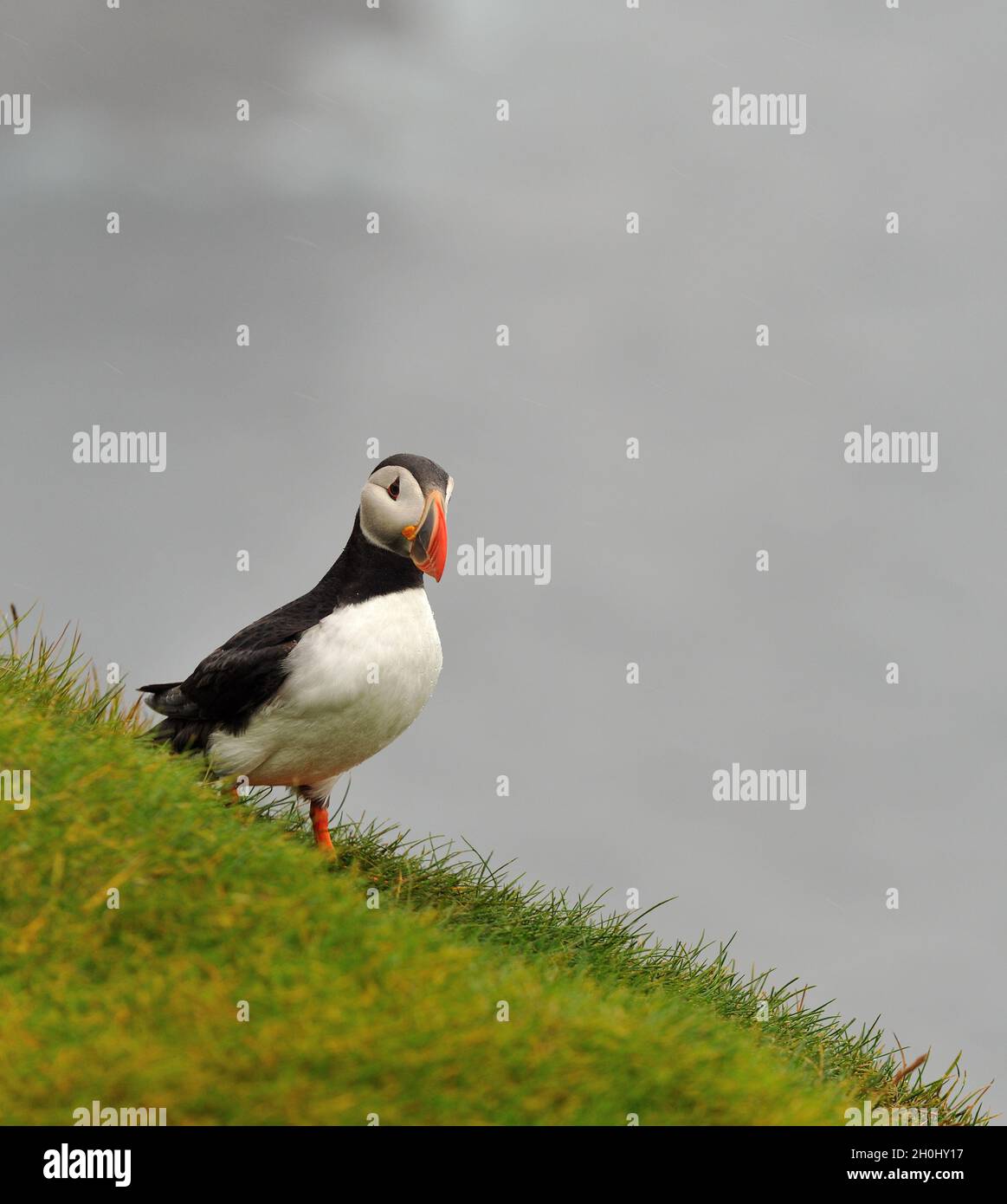 Puffin walking wildlife hi-res stock photography and images - Alamy