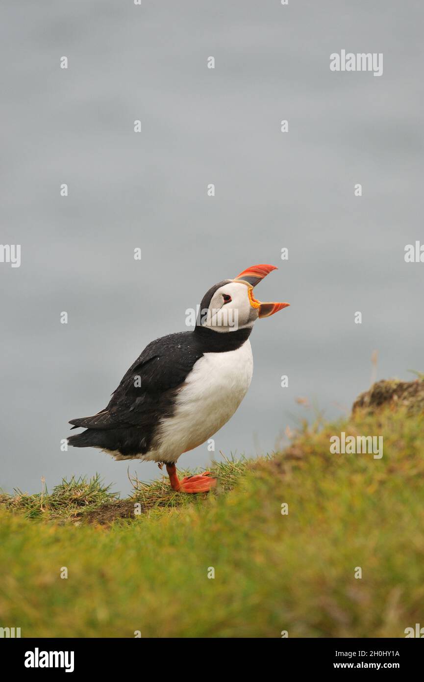 Puffin beak hi-res stock photography and images - Alamy