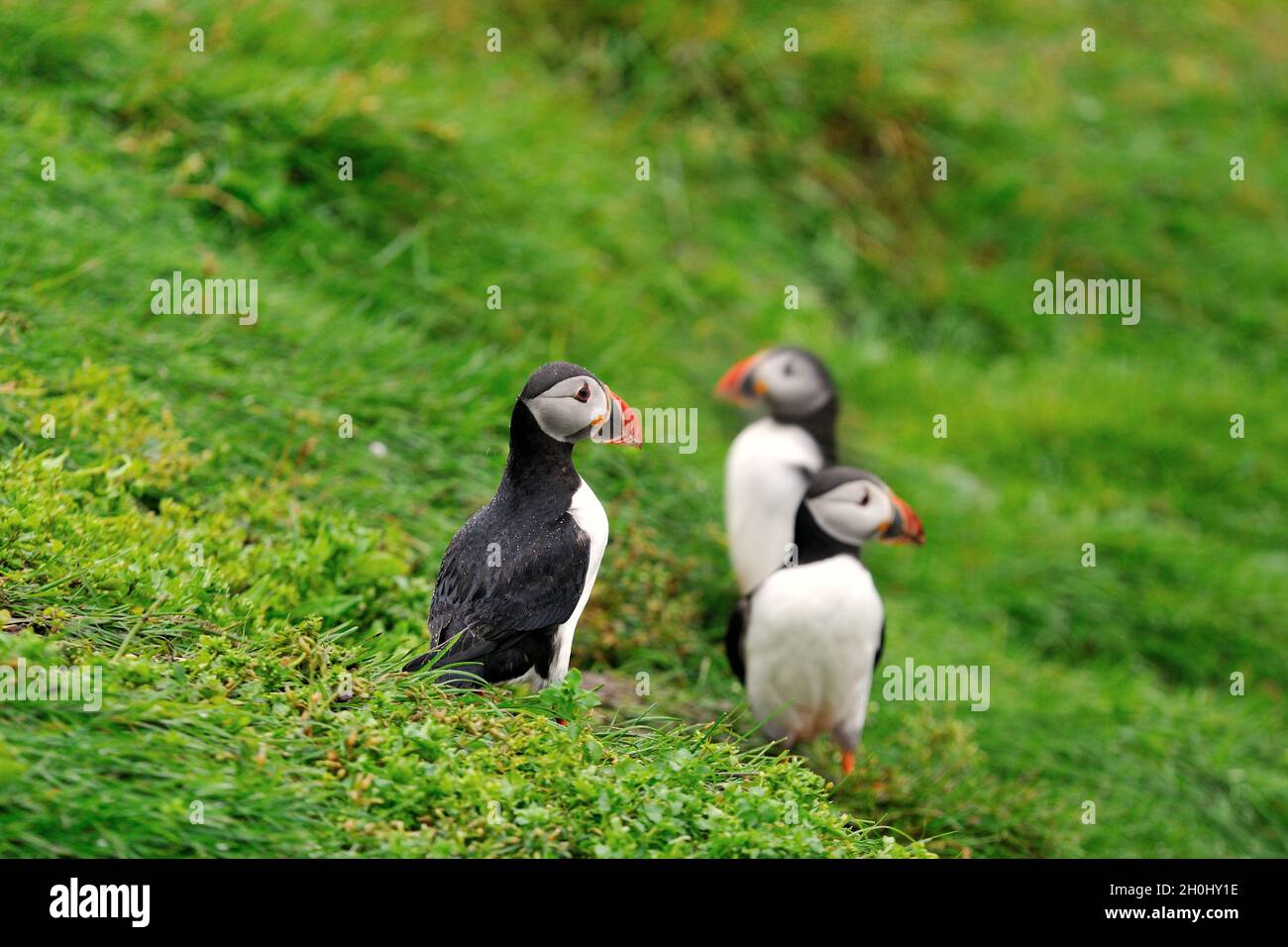 Puffin colonies on coastal cliffs hi-res stock photography and images ...