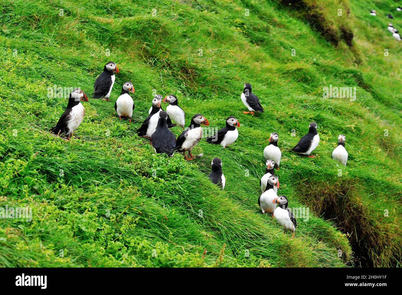 Puffins colony, Iceland Stock Photo - Alamy