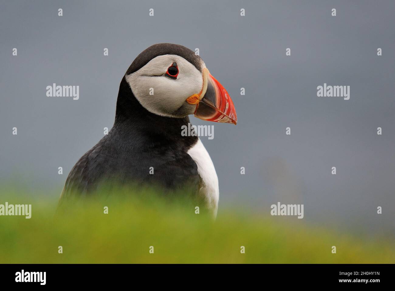 Atlantic puffin face hi-res stock photography and images - Alamy