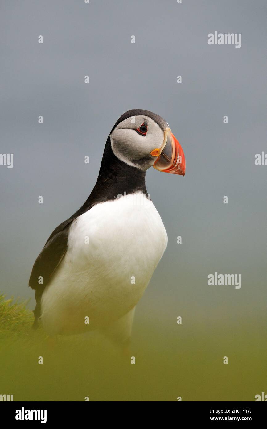 Atlantic puffin face hi-res stock photography and images - Alamy