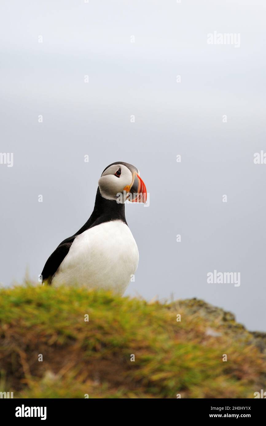 Puffin walking wildlife hi-res stock photography and images - Alamy