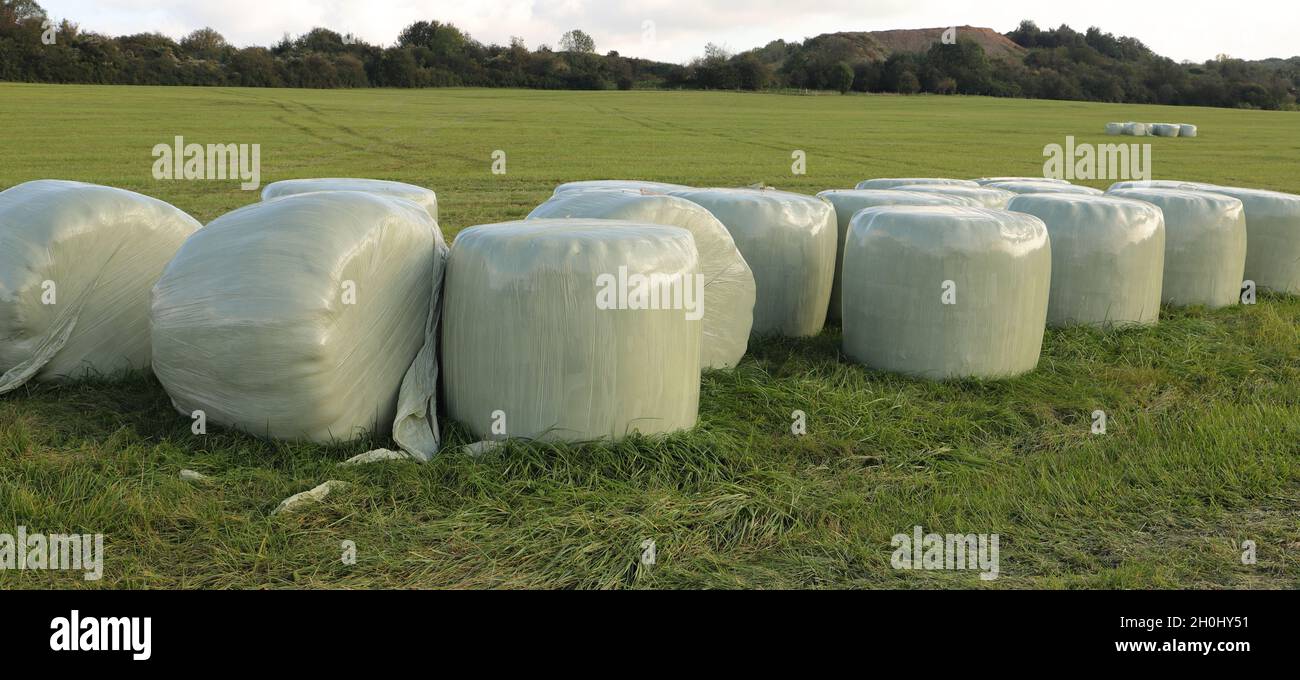 around many white silo bales lie on a meadow Stock Photo - Alamy