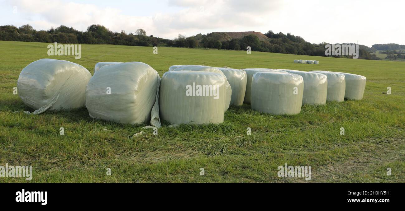 around many white silo bales lie on a meadow Stock Photo - Alamy