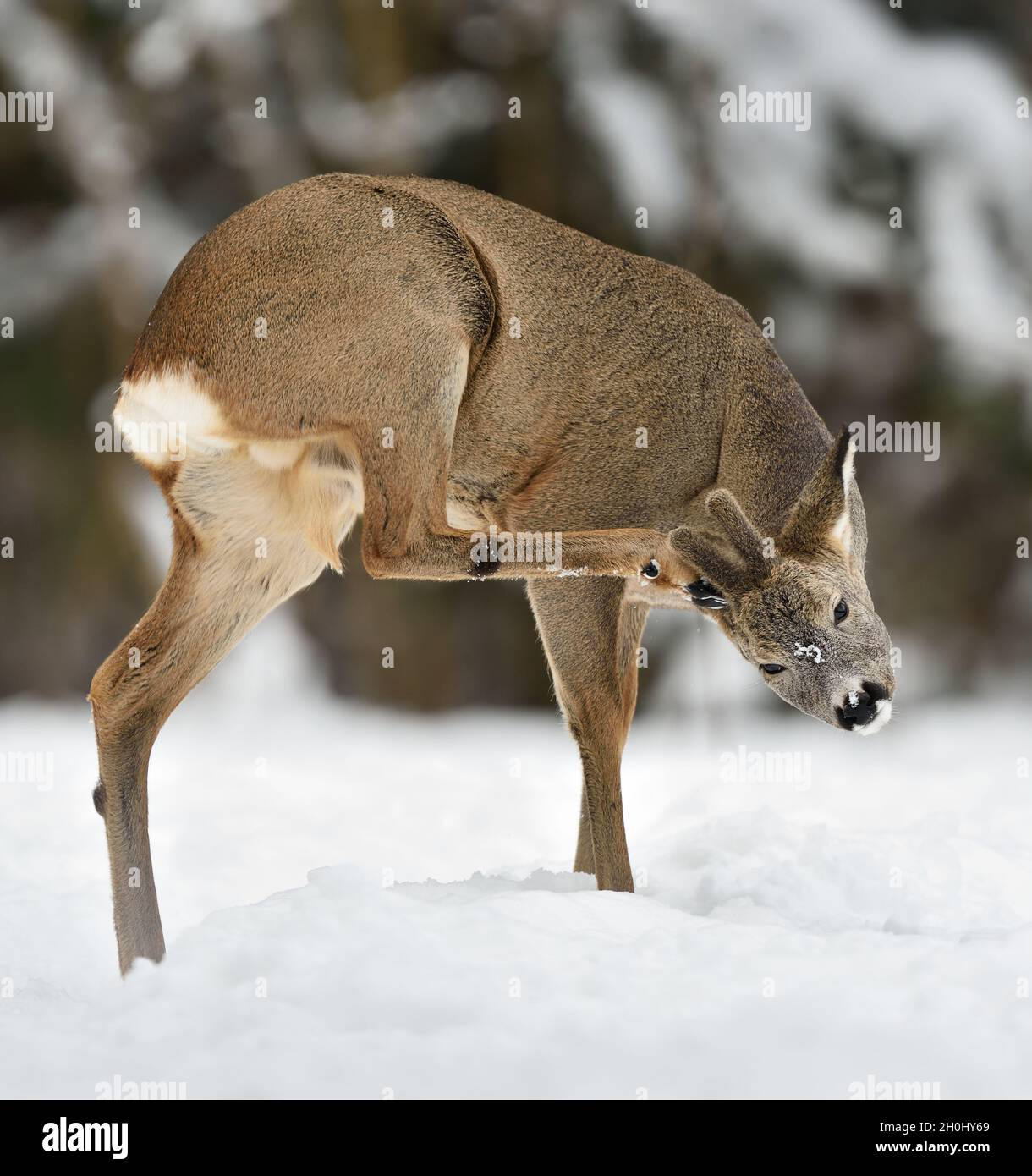 Roe deer scratching his neck. Roebuck scratching Stock Photo - Alamy