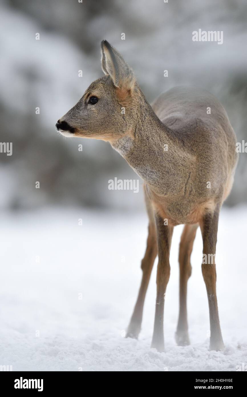 Roe deer in winter with forest background Stock Photo - Alamy