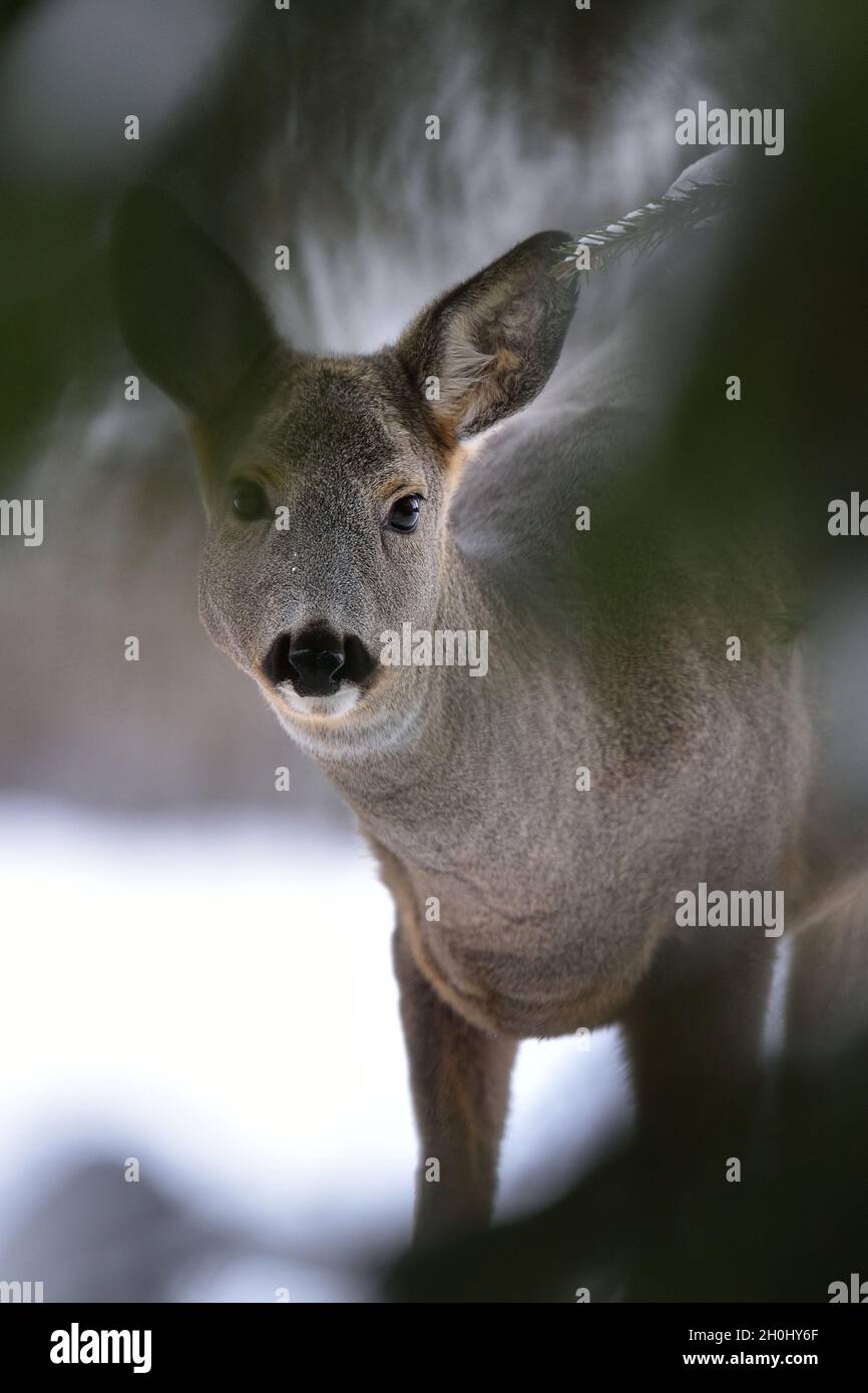 Roe deer peeking from behind a tree Stock Photo - Alamy