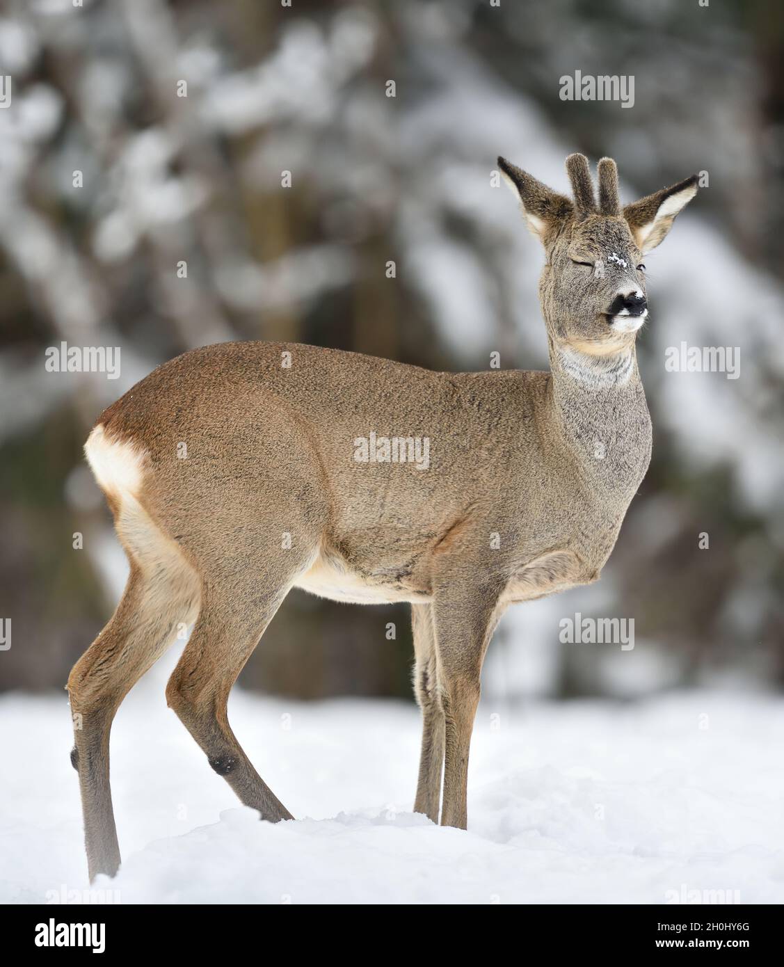 Male roe deer, roebuck enjoying the winter Stock Photo - Alamy