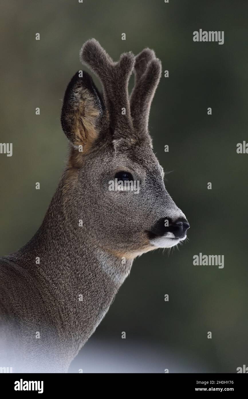 Roebuck horns hi-res stock photography and images - Alamy