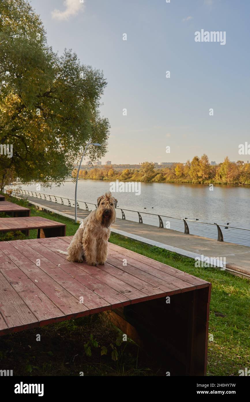 Irish soft coated wheaten terrier. A fluffy dog sits on the embankment ...