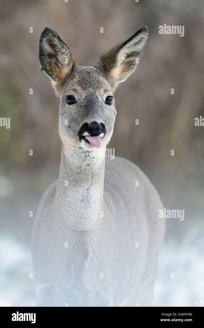 roe deer portrait. roe deer showing tongue Stock Photo - Alamy