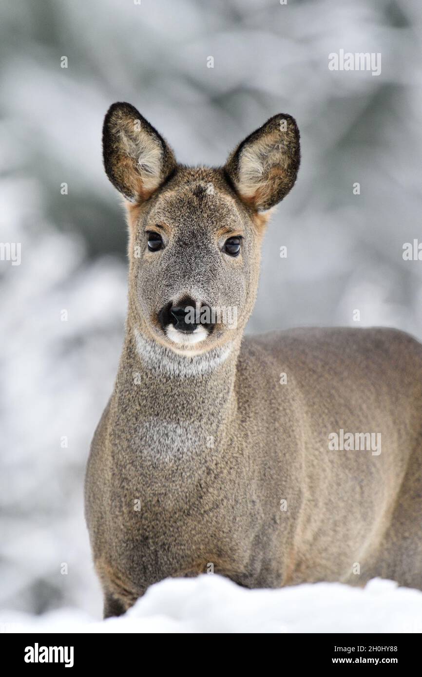 Roe deer (Capreolus capreolus) portrait in winter. Roe deer with snowy ...