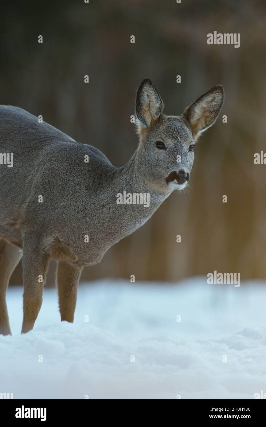 roe deer portrait in winter Stock Photo - Alamy