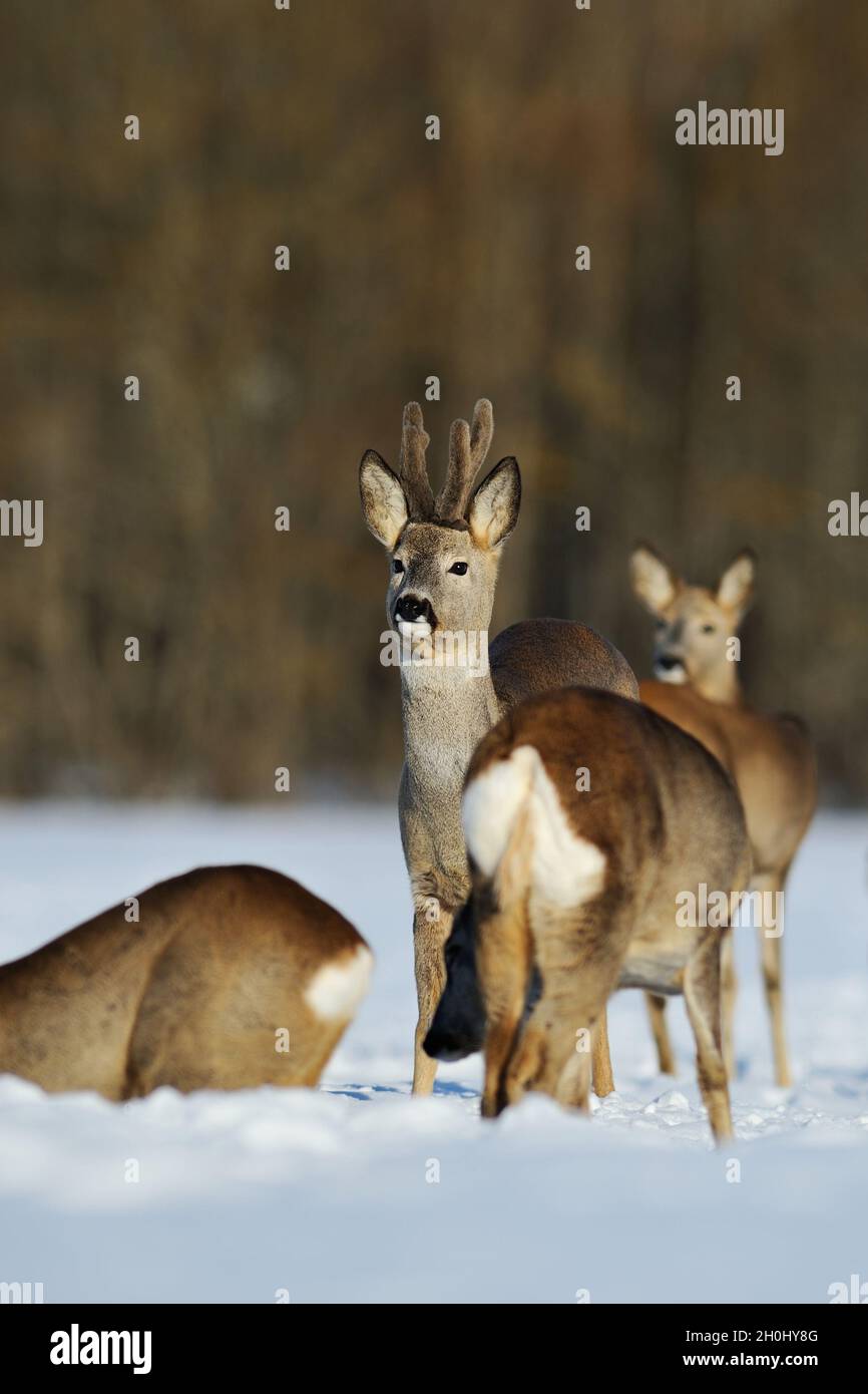 Deer group vertical hi-res stock photography and images - Alamy