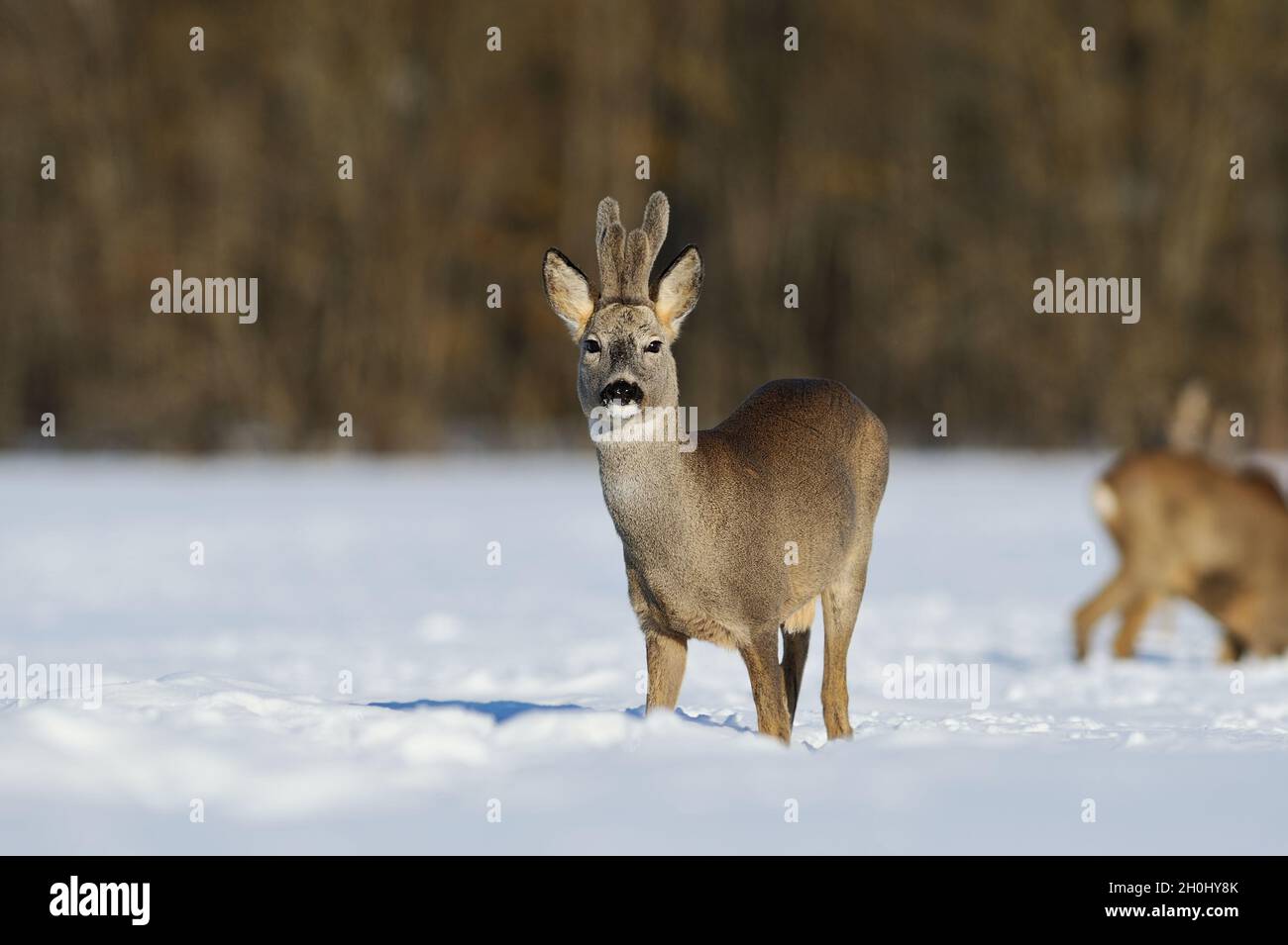 roe deer in winter Stock Photo - Alamy