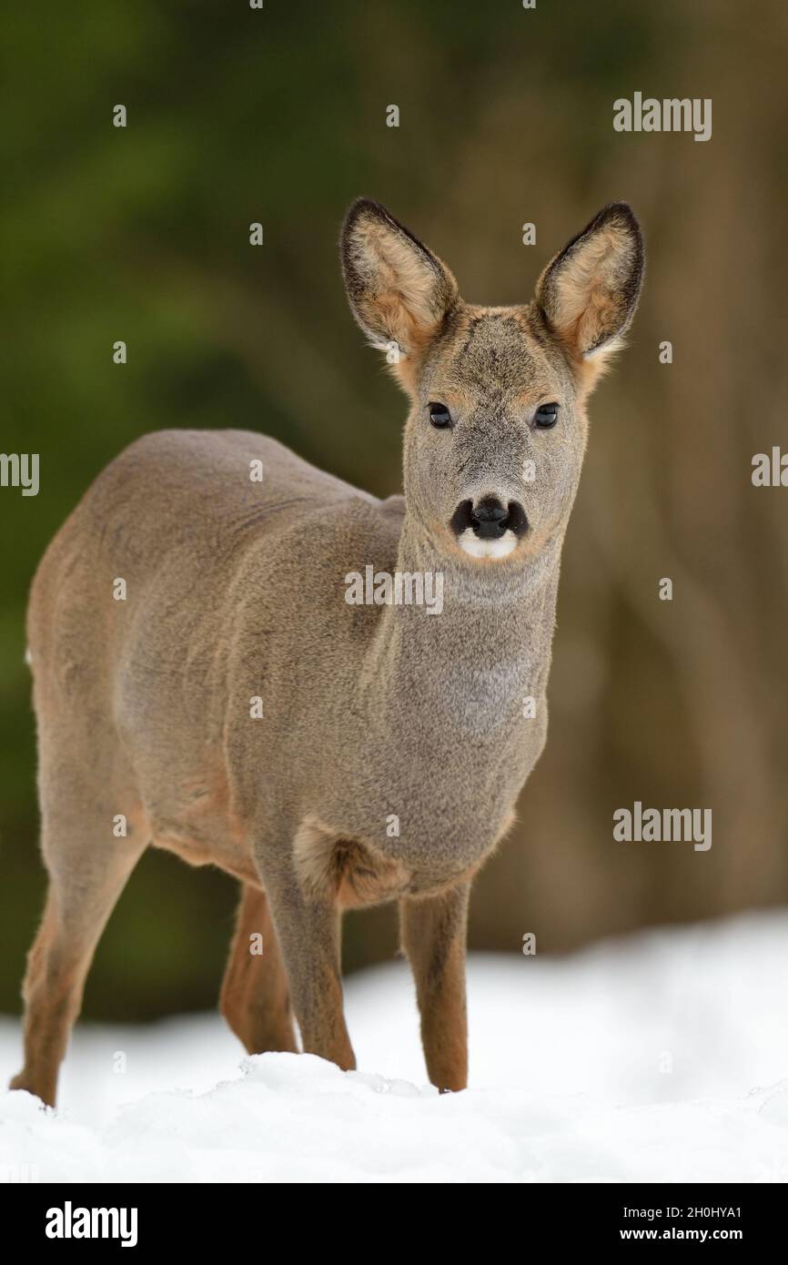 Wild deer on snow hi-res stock photography and images - Alamy