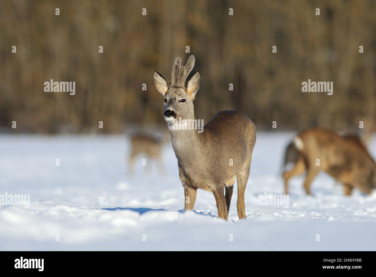 Roebuck horn hi-res stock photography and images - Alamy
