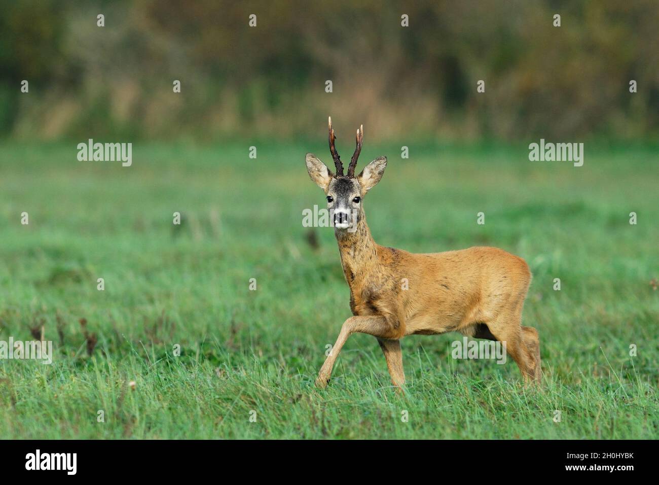 Roebuck horn hi-res stock photography and images - Alamy