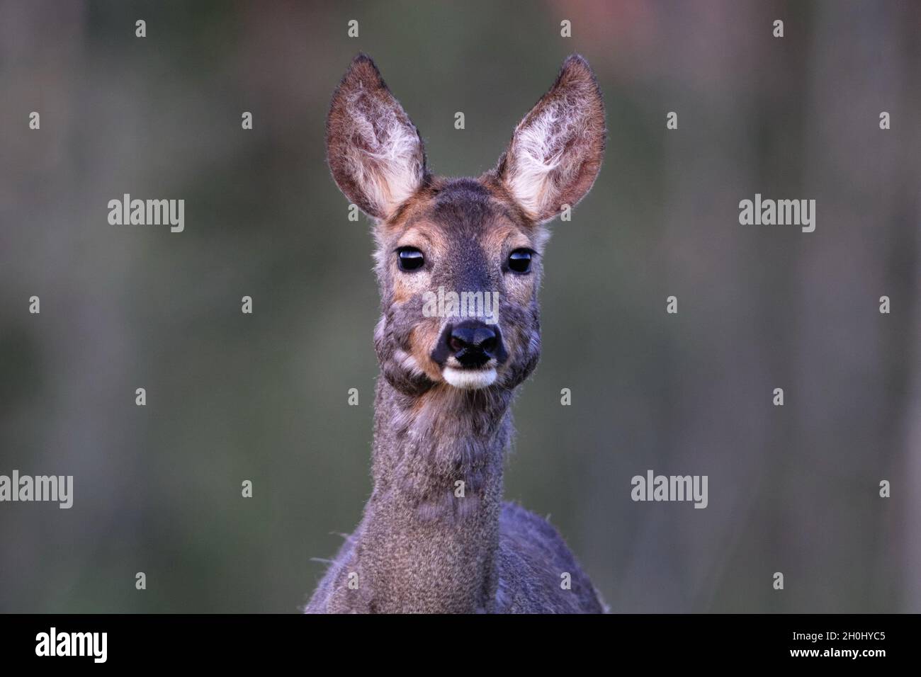 Fauna roe deer hi-res stock photography and images - Alamy