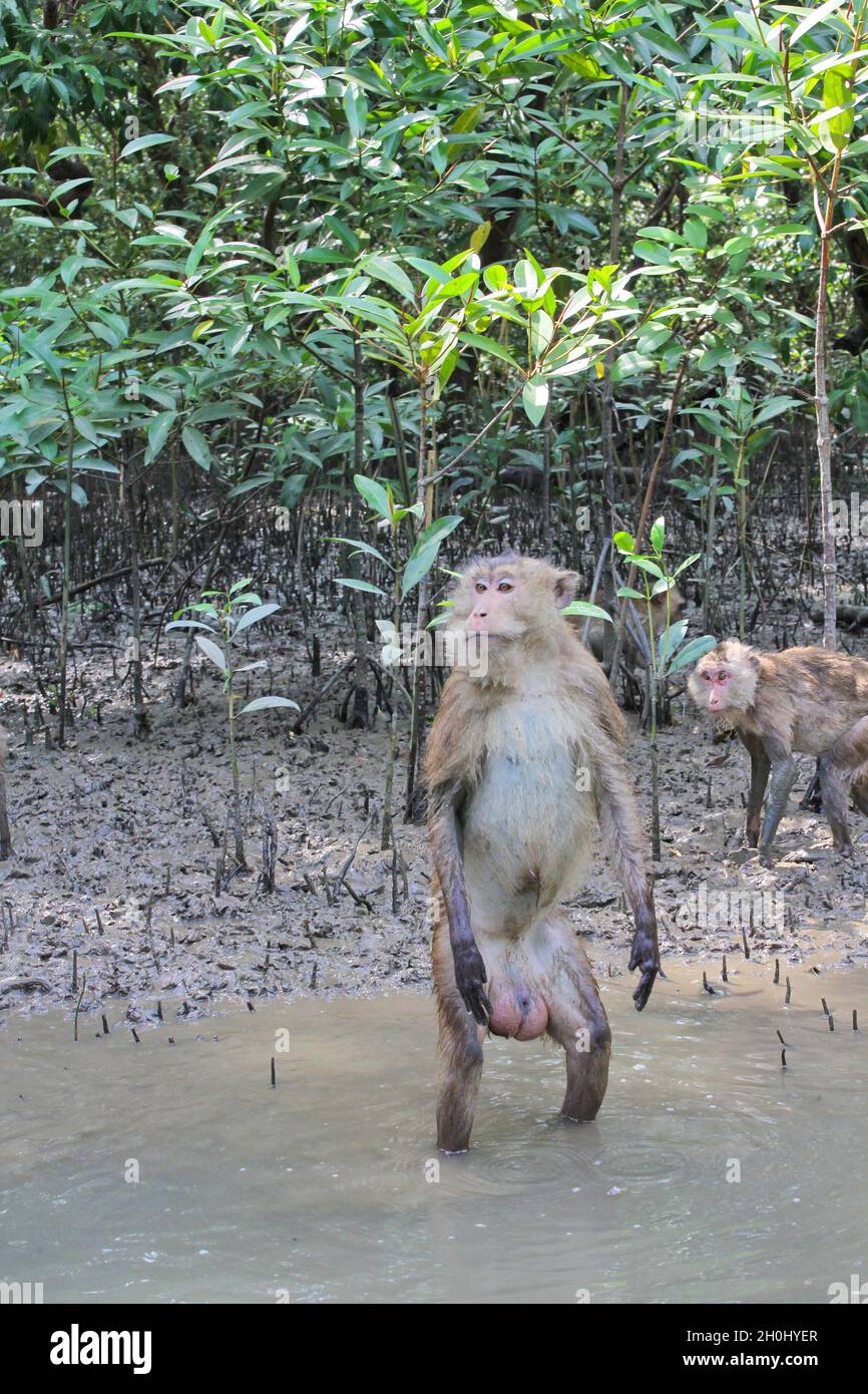 A group of Toque macaque monkeys wait for feed mangrove forest area in ...