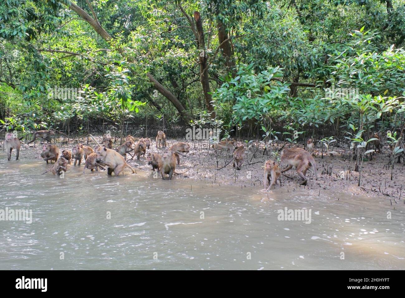 A group of Toque macaque monkeys wait for feed mangrove forest area in ...
