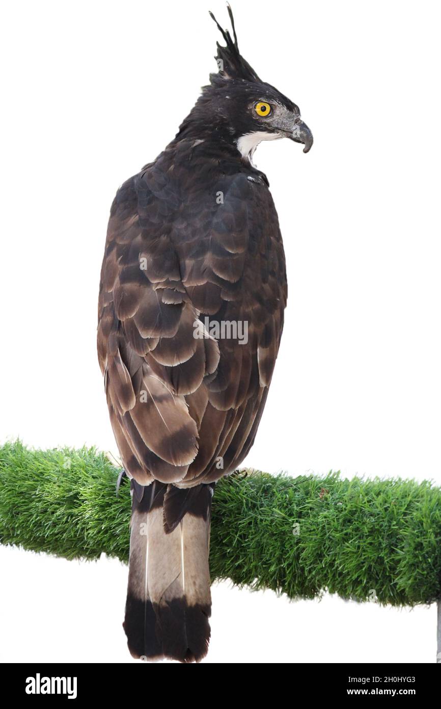 The spirit of black hawk hi-res stock photography and images - Alamy