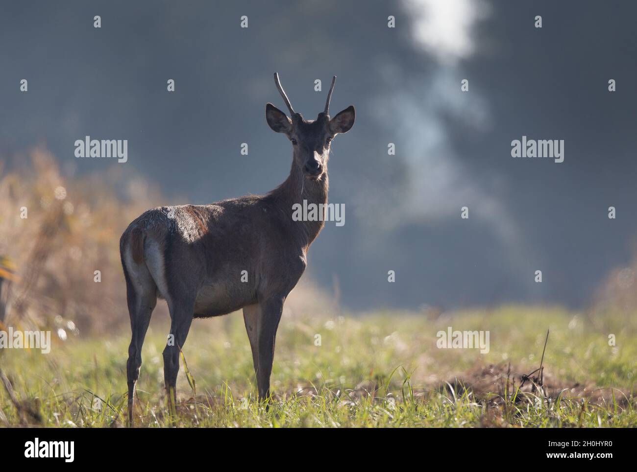 Young red deer with small antlers standing in forest on foggy morning ...