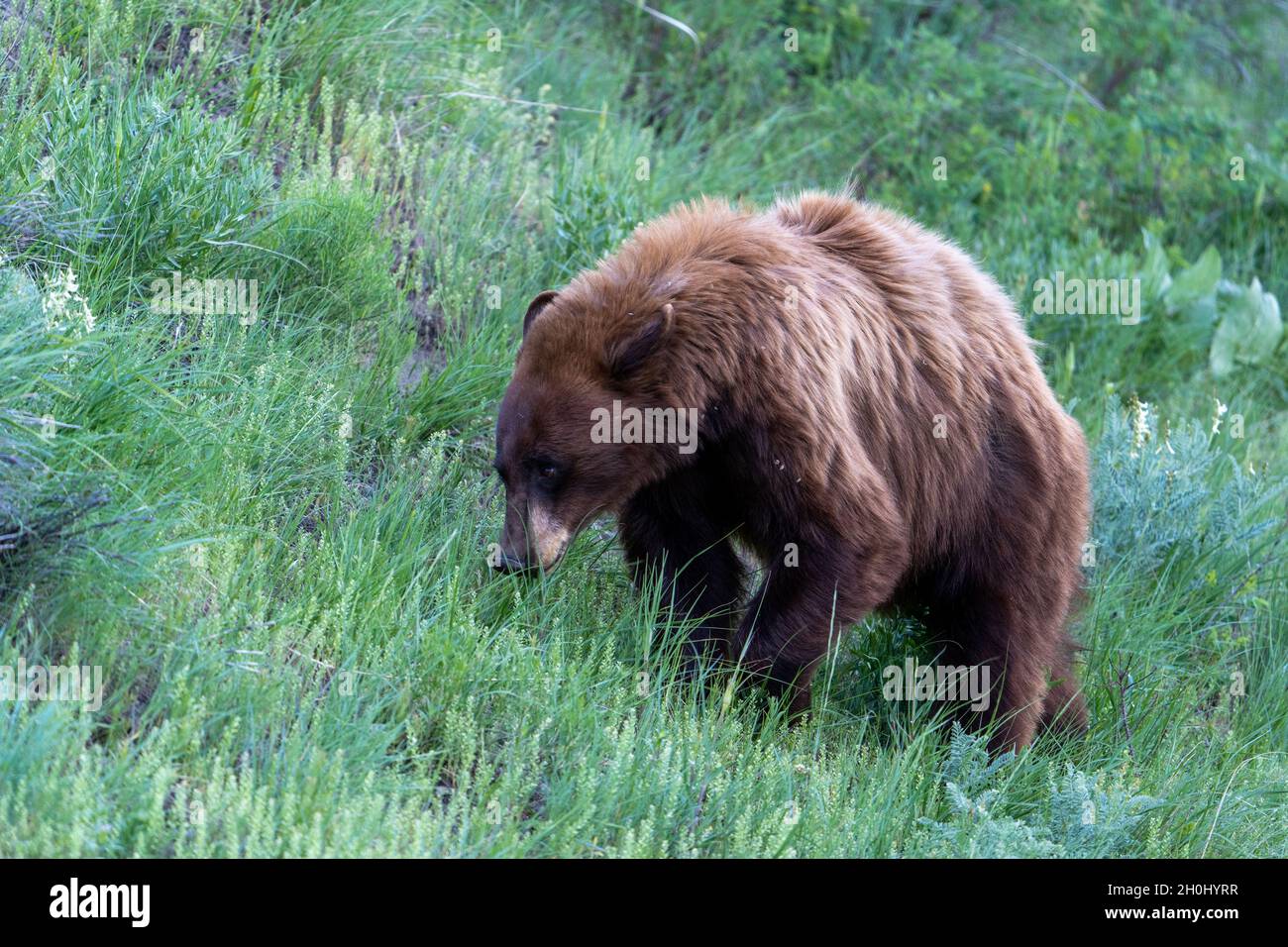 Large Cub foraging Stock Photo - Alamy