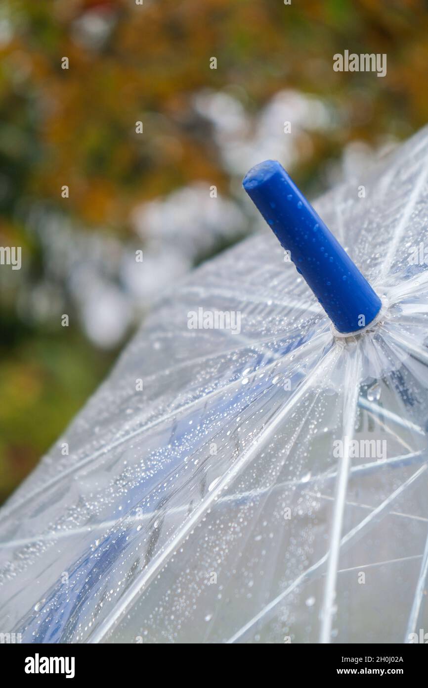 Close up Transparent Umbrella with water drops during the rain with ...