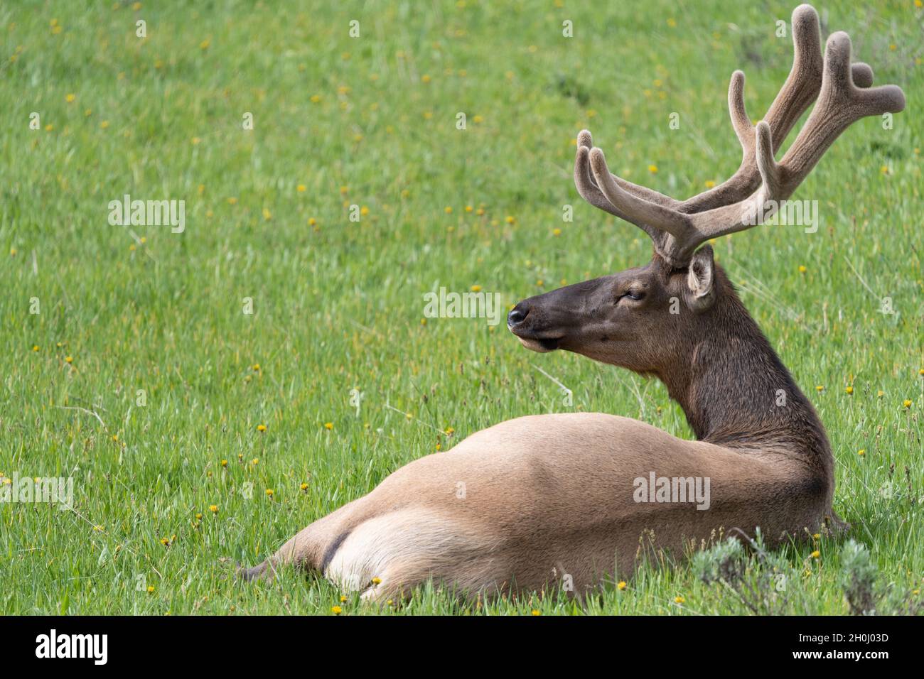 An elk hunt the elk hi-res stock photography and images - Alamy
