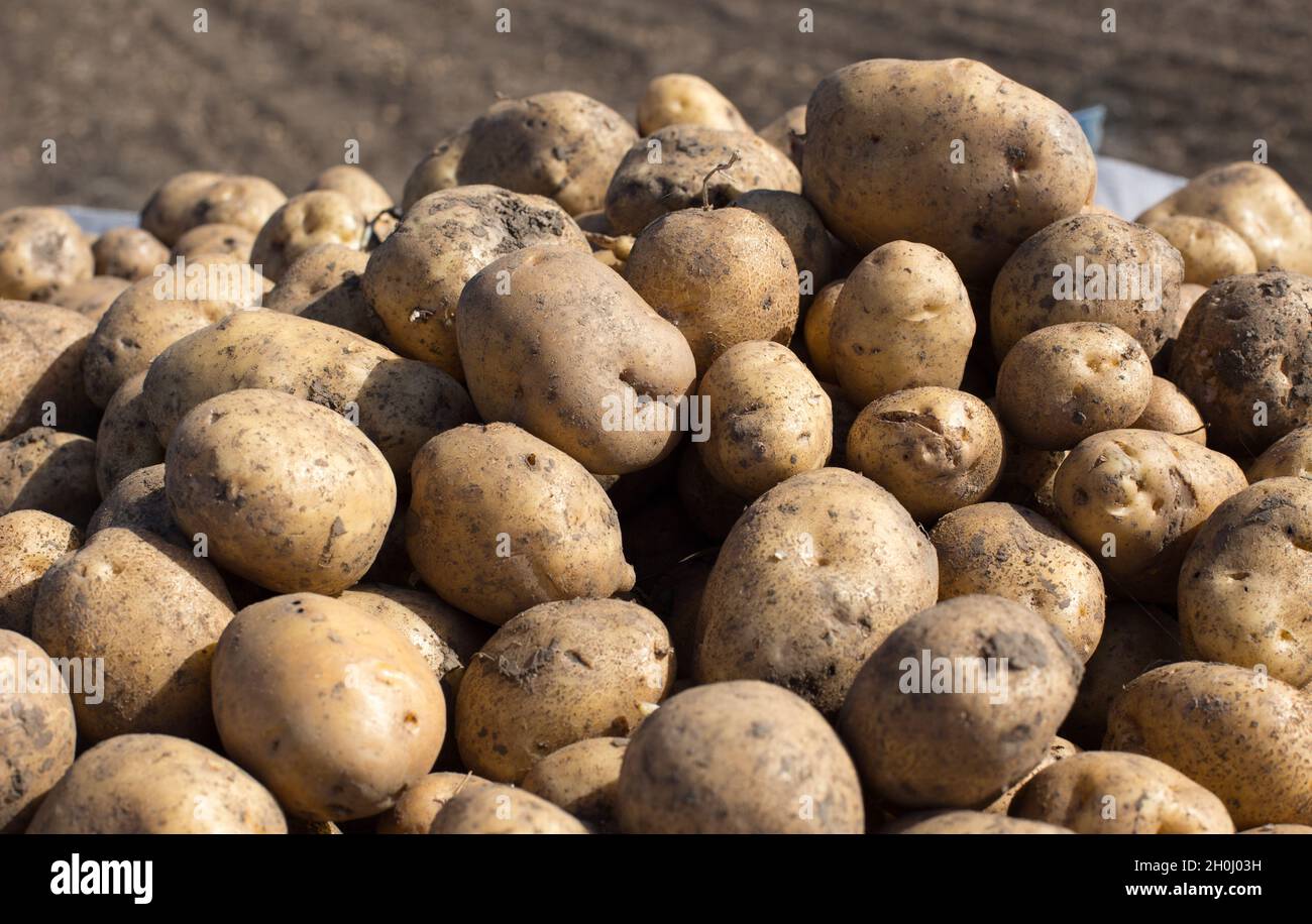 Sweet potato harvest pile soil hi-res stock photography and images - Alamy