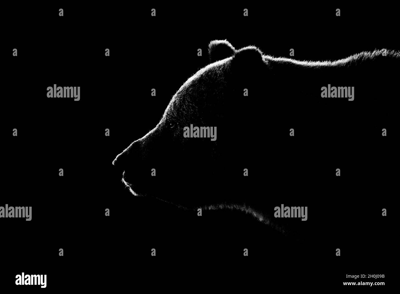 Brown bear face contour in side view, black and white. Bear face on ...