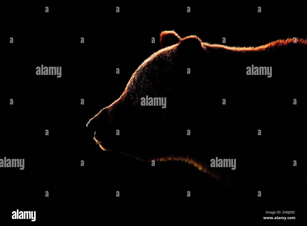 Brown bear face contour in side view. Bear face on black background ...