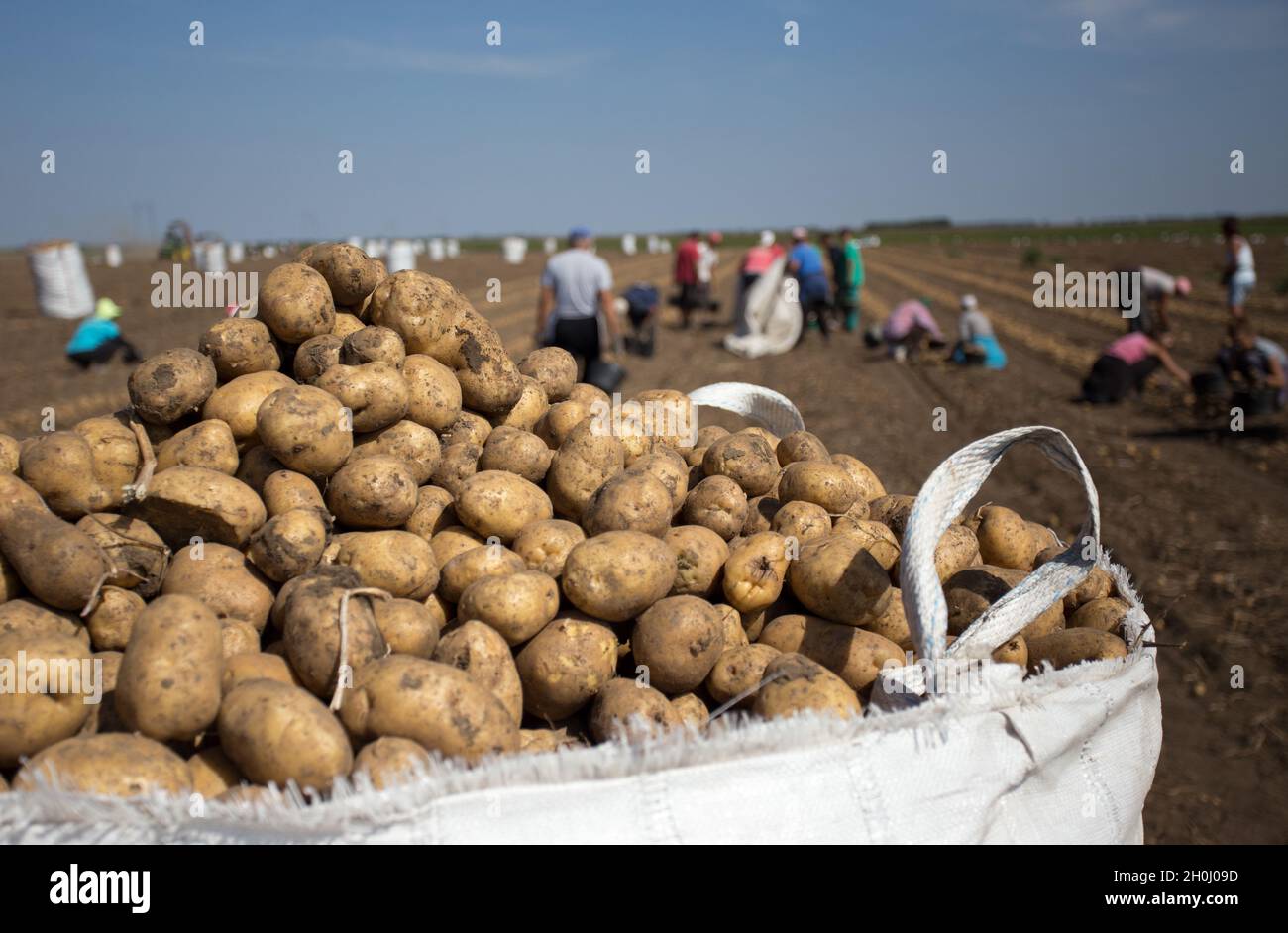 Close up of potatoes in sack in field with of group of peasants working ...