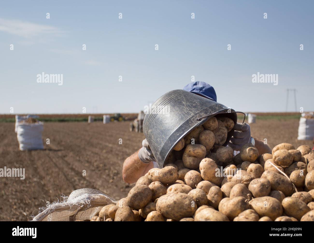 Close up of farmer's hands unloading potatoes from bucket on pile in ...